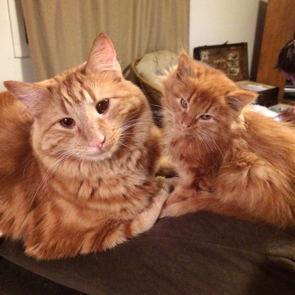 Ginger Cat Finds His Mini Me and Raises Him Like His Own (with Updates ...