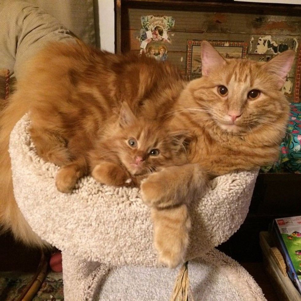 Ginger Cat Finds His Mini Me and Raises Him Like His Own (with Updates ...