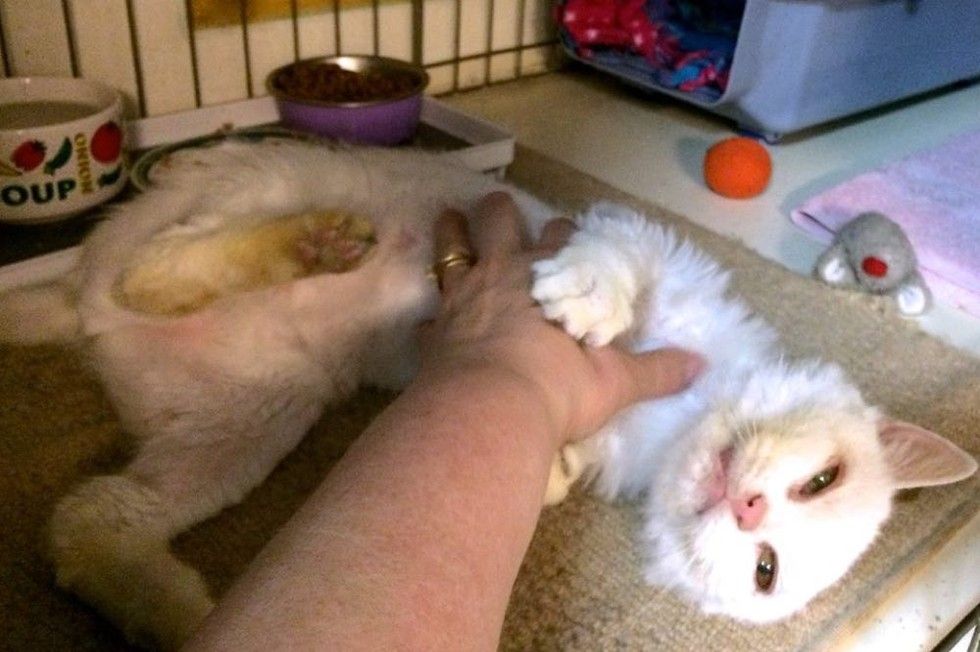 Feral Cat Saved by Kind Woman and Felt Loved for the First Time - Love Meow