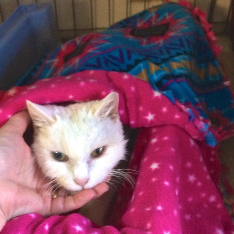 Feral Cat Saved by Kind Woman and Felt Loved for the First Time - Love Meow