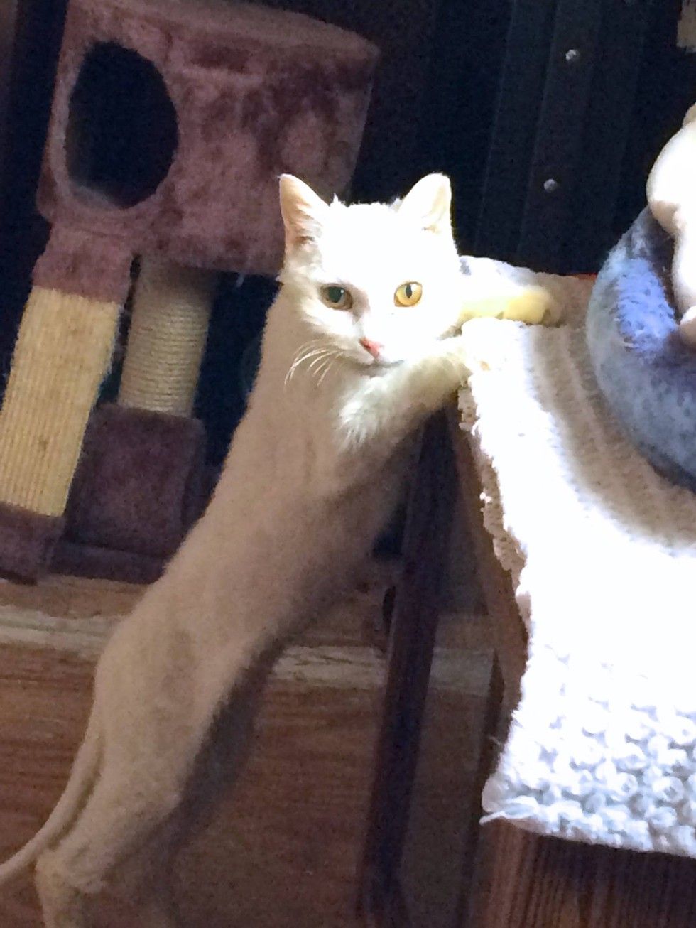 Feral Cat Saved by Kind Woman and Felt Loved for the First Time - Love Meow