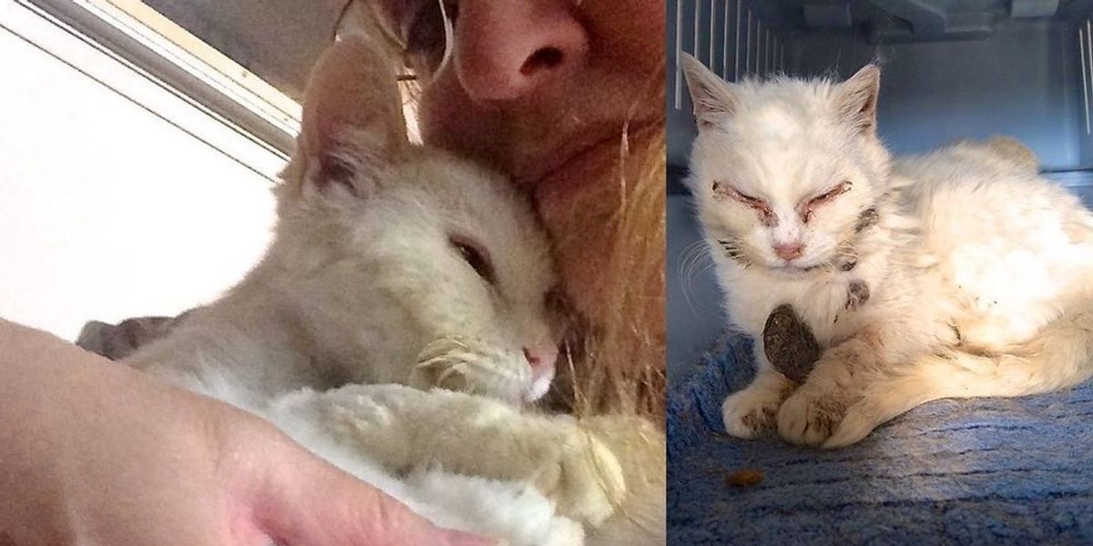 Feral Cat Saved by Kind Woman and Felt Loved for the First Time - Love Meow