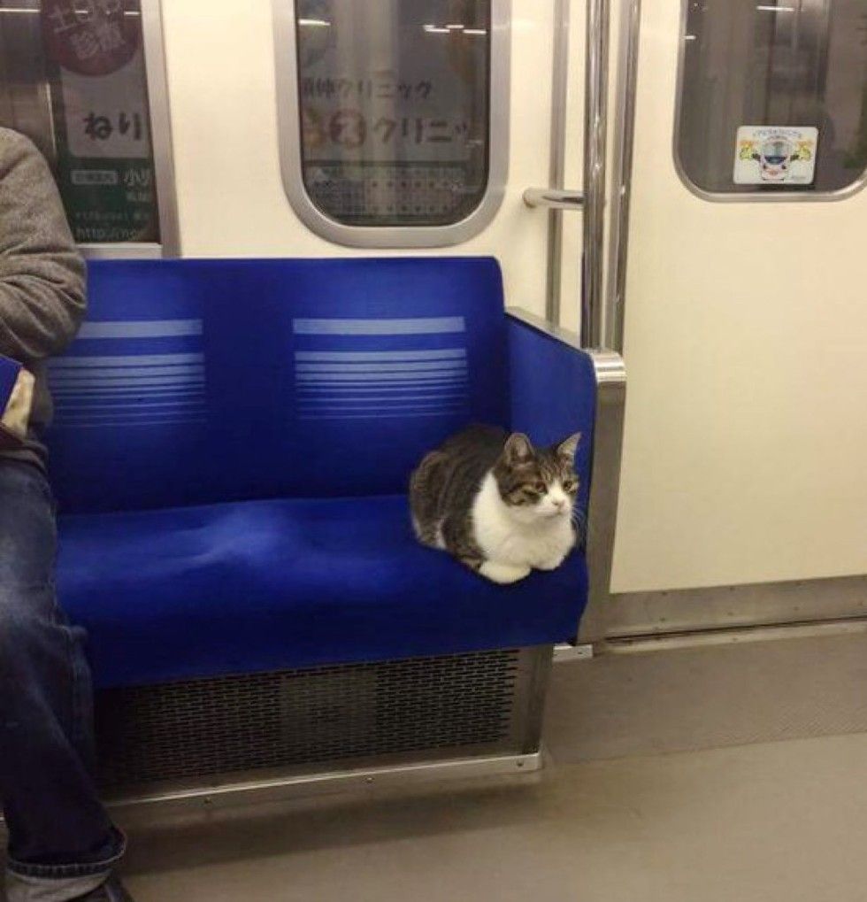 This Cat Takes Regular Rides on Tokyo Subway Train All By Himself ...