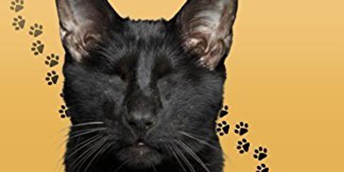 Homer: The Ninth Life of a Blind Wonder Cat (Sequel) - Love Meow