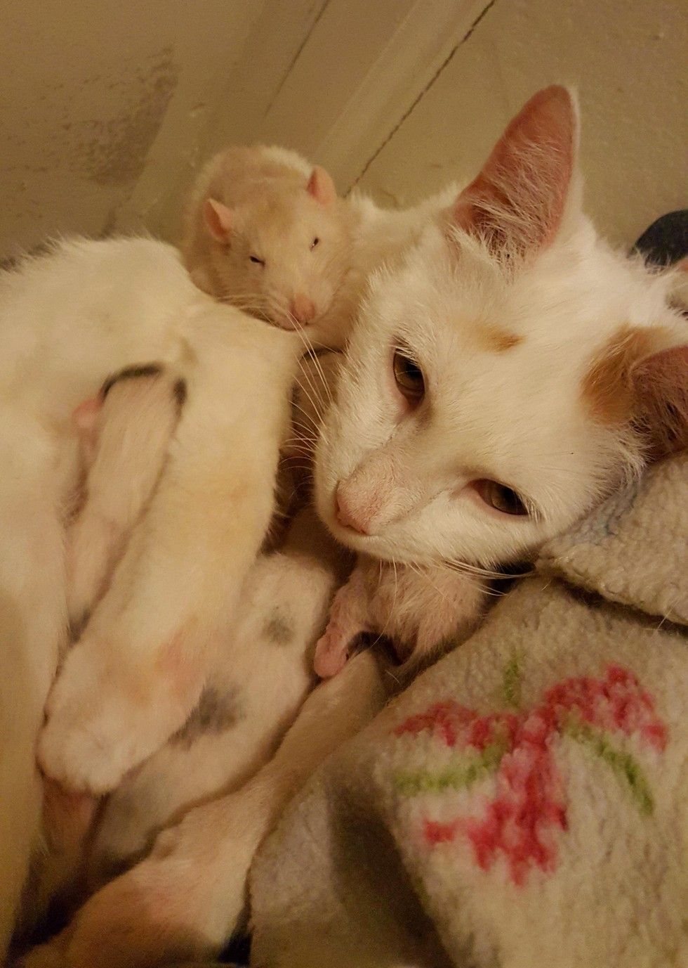 Rat Helps Cat Mama Groom Her Babies and Even Starts Purring - Love Meow