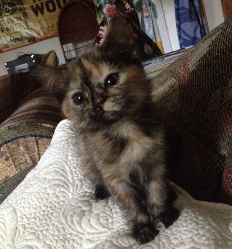 Cute Fur Babies from Our Fans! - Love Meow