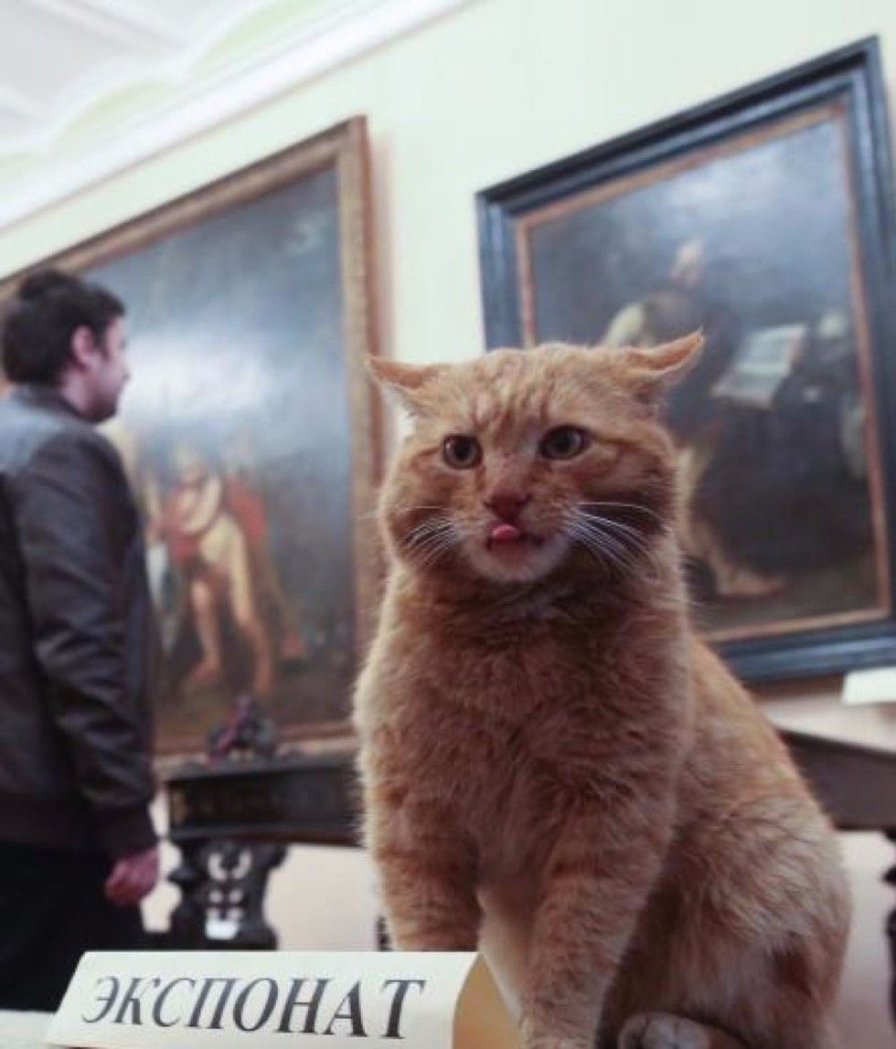 Stray Ginger Cat Decides He Will Be the Doorman for a Museum - Love Meow