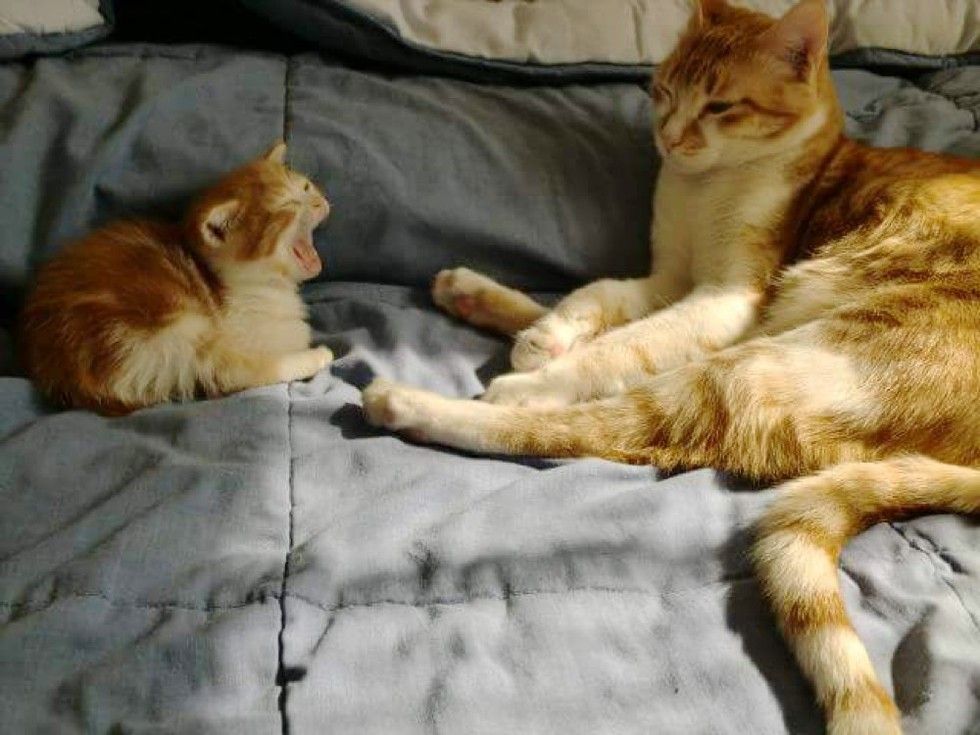 Rescue Cat Becomes Dad to Foster Kitten and Teaches Him How to Love ...