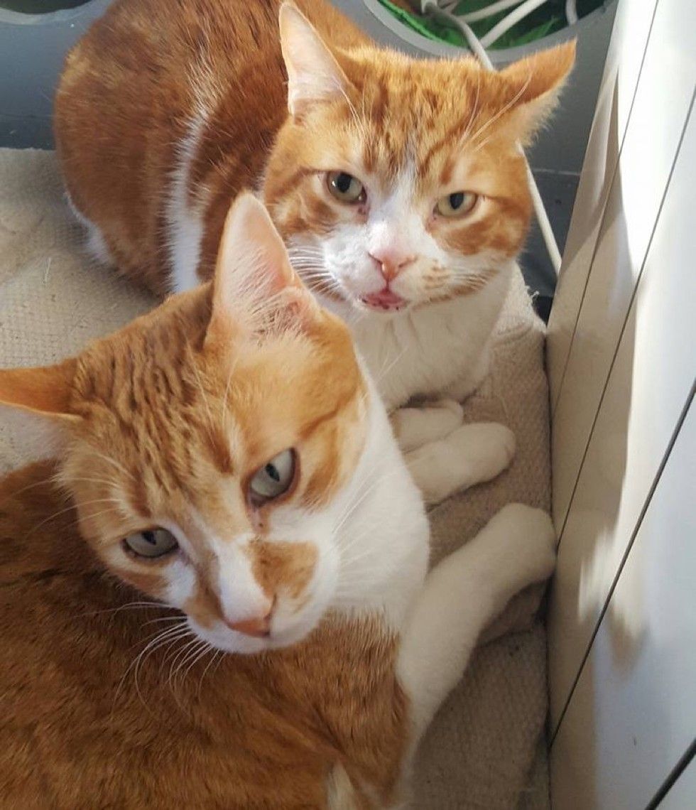 Rescue Cat Becomes Dad to Foster Kitten and Teaches Him How to Love ...