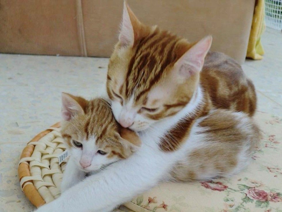Rescue Cat Becomes Dad to Foster Kitten and Teaches Him How to Love ...