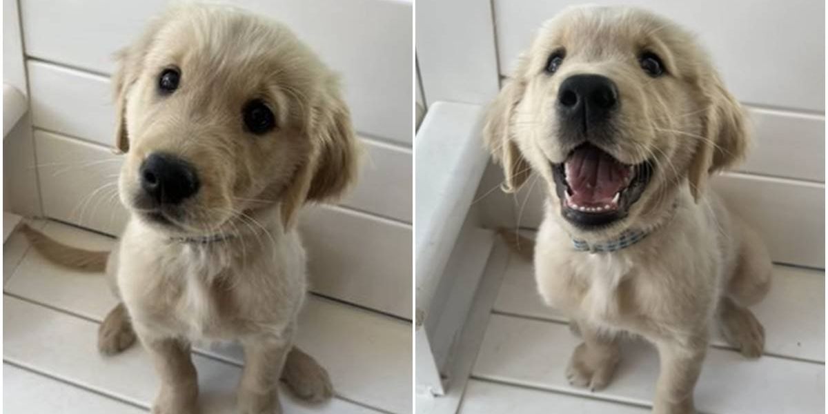 Dog's respond to being called "good boy" - Upworthy