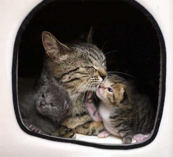 Stray Tabby Cat Chooses a Man to Help Her Raise Her Two Tiny Babies ...