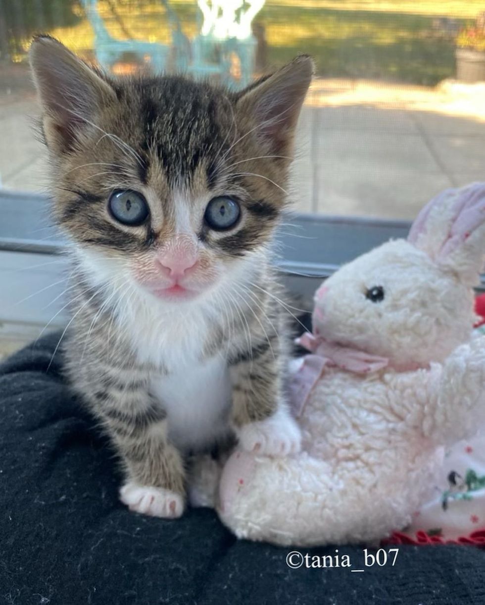 Kitten Discarded Outside Turns Joyful with Charged Bunny Kicks the ...