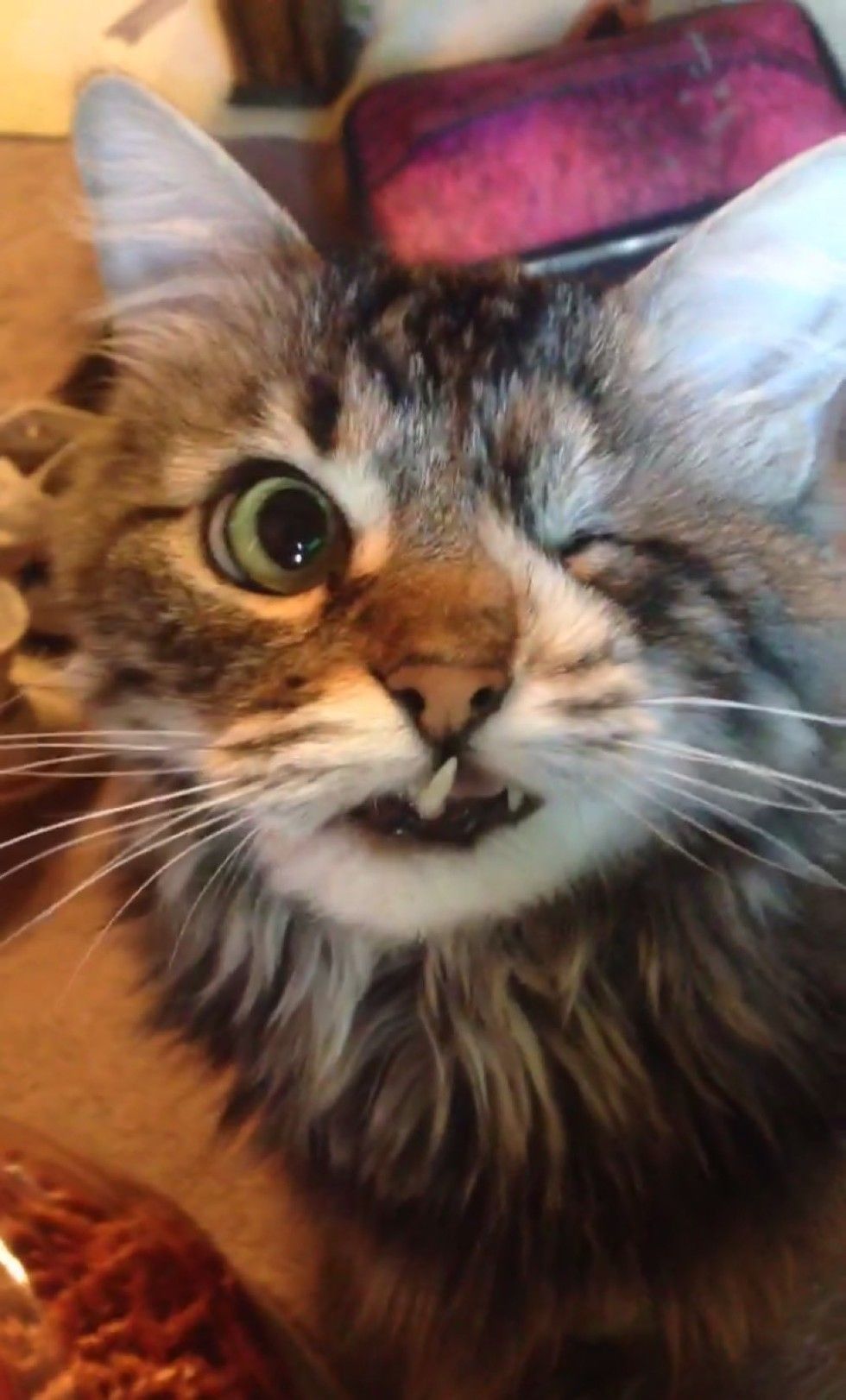 One-eyed Cat with Snaggletooth was Born This Way. He Knows He's ...