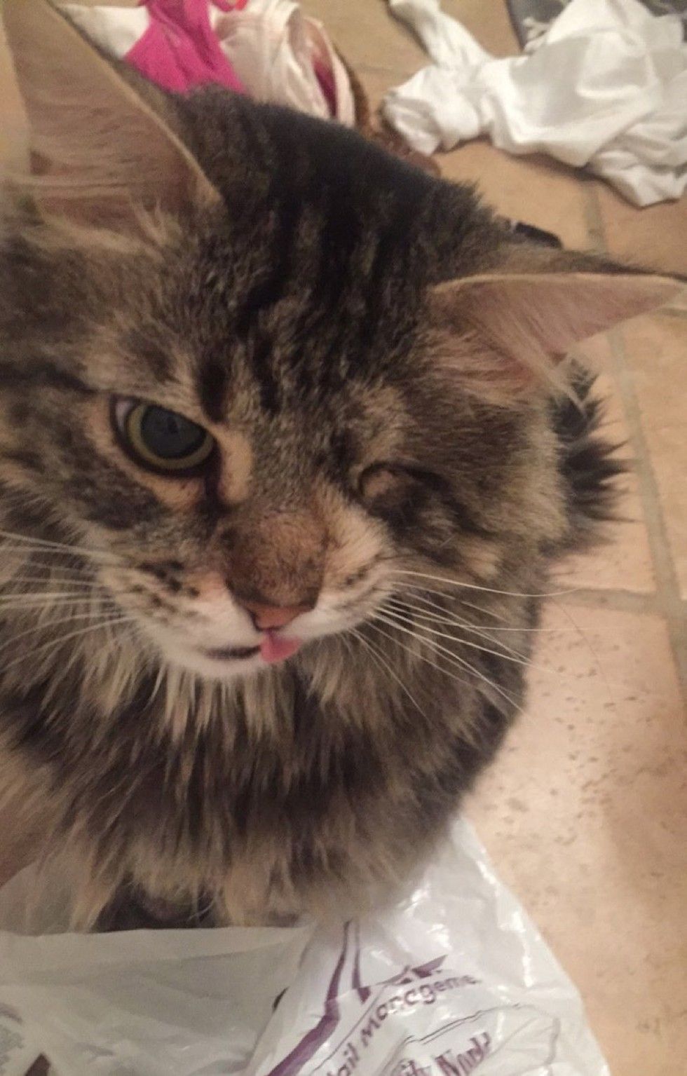 One-eyed Cat with Snaggletooth was Born This Way. He Knows He's ...