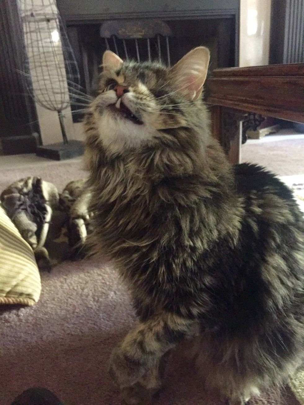 One-eyed Cat with Snaggletooth was Born This Way. He Knows He's ...