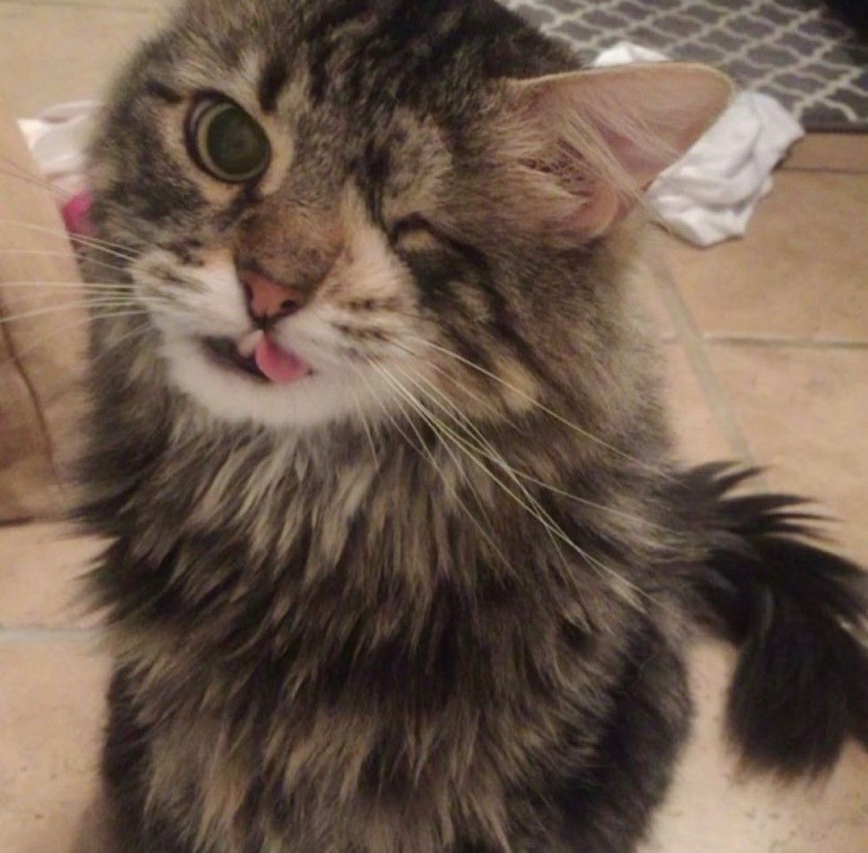 One-eyed Cat with Snaggletooth was Born This Way. He Knows He's ...