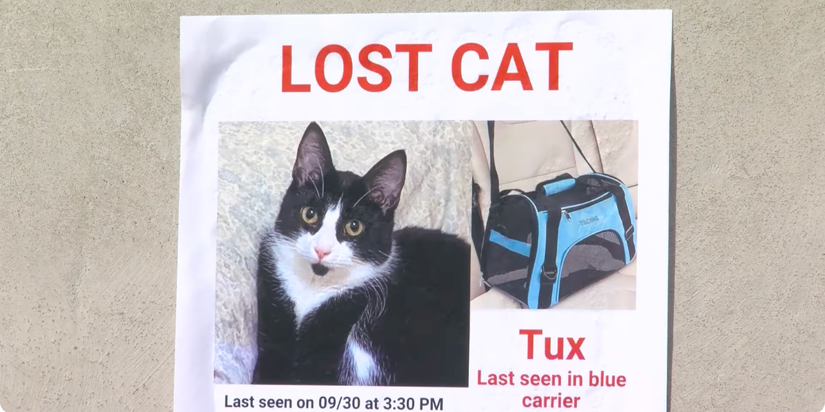 Lyft driver takes off with a cat causing a viral search - Upworthy