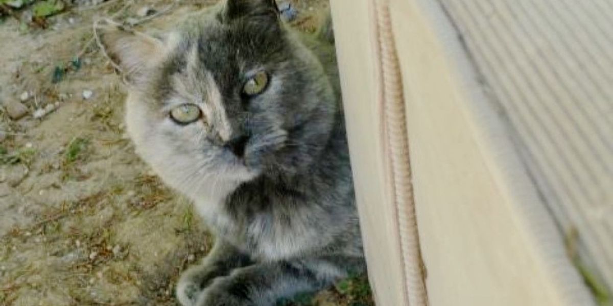 After Living on the Street for Over 10 Years, This Male Tortie Cat ...