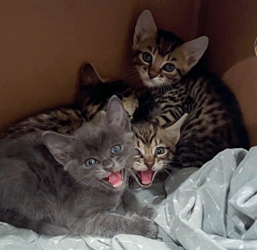 4 Kittens Who Live Outside and Don't Want to Be Touched, Have the ...