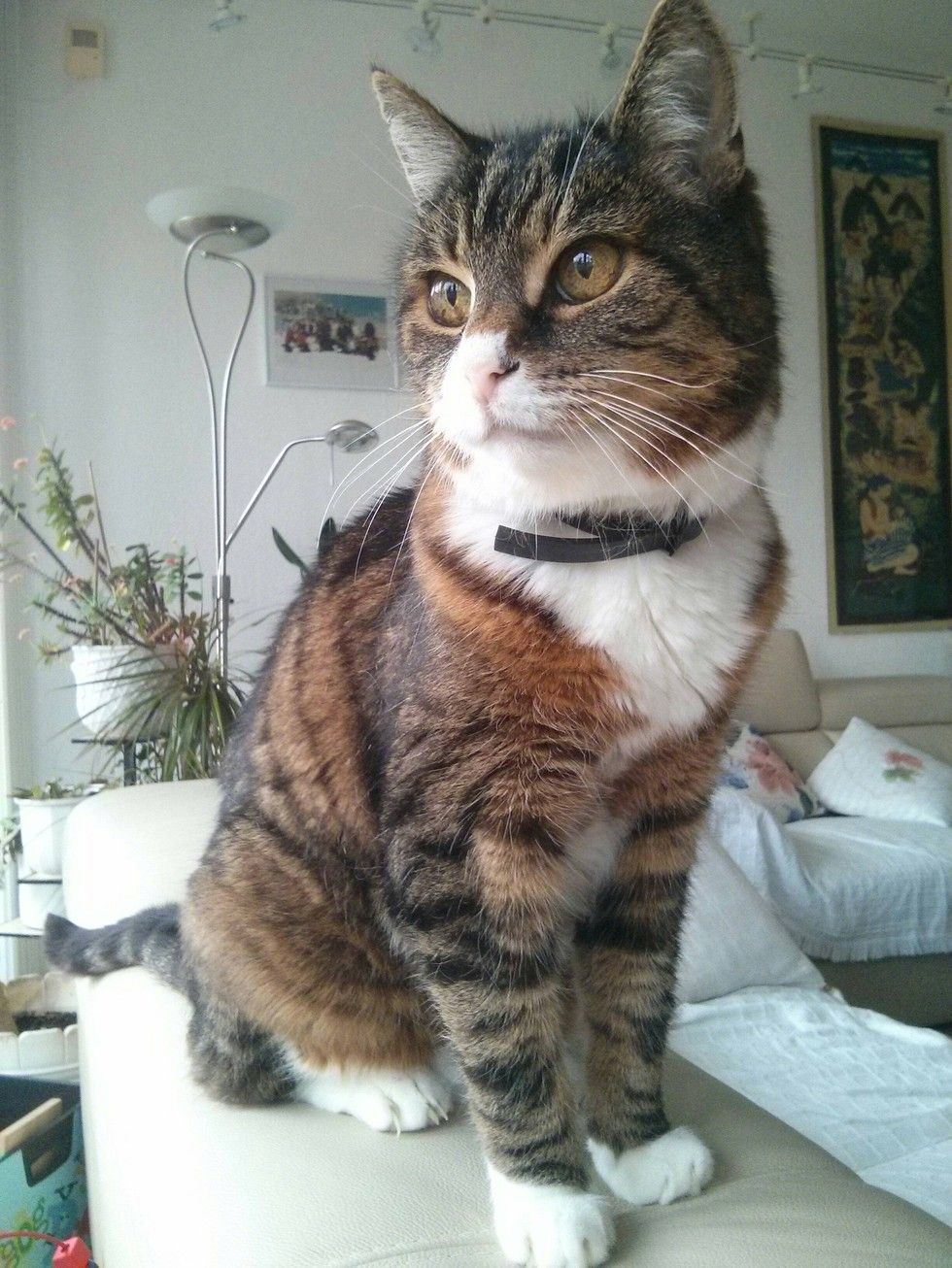 21 Years of Friendship with Cat, Growing Old Together - Love Meow