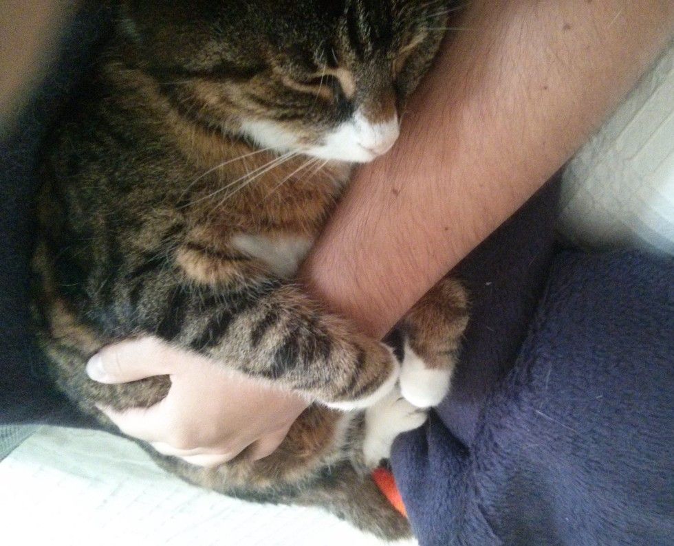 21 Years of Friendship with Cat, Growing Old Together - Love Meow