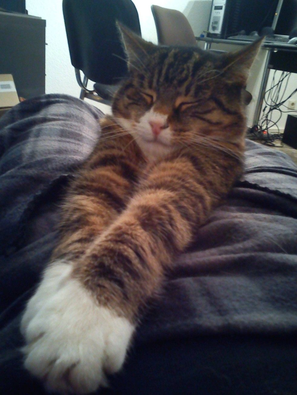 21 Years of Friendship with Cat, Growing Old Together - Love Meow