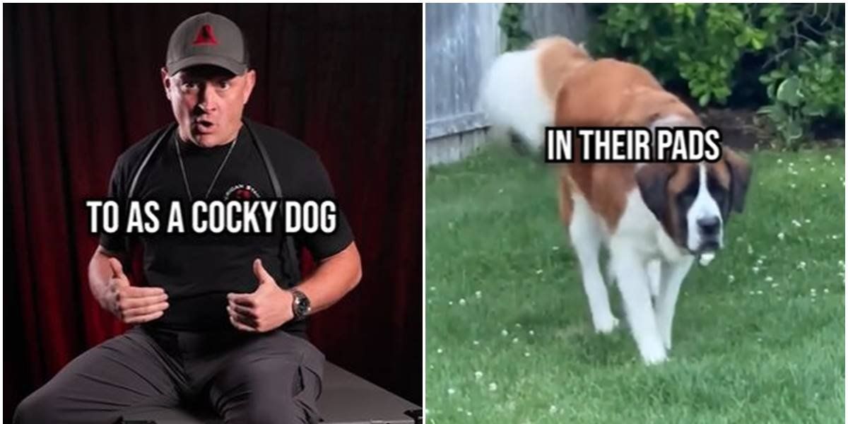 Dog trainer shares what a confident dog does - Upworthy