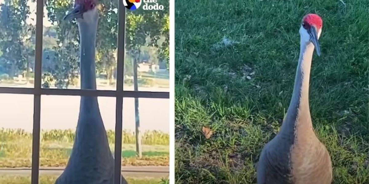 Crane demands to be friends with humans by knocking on door - Upworthy