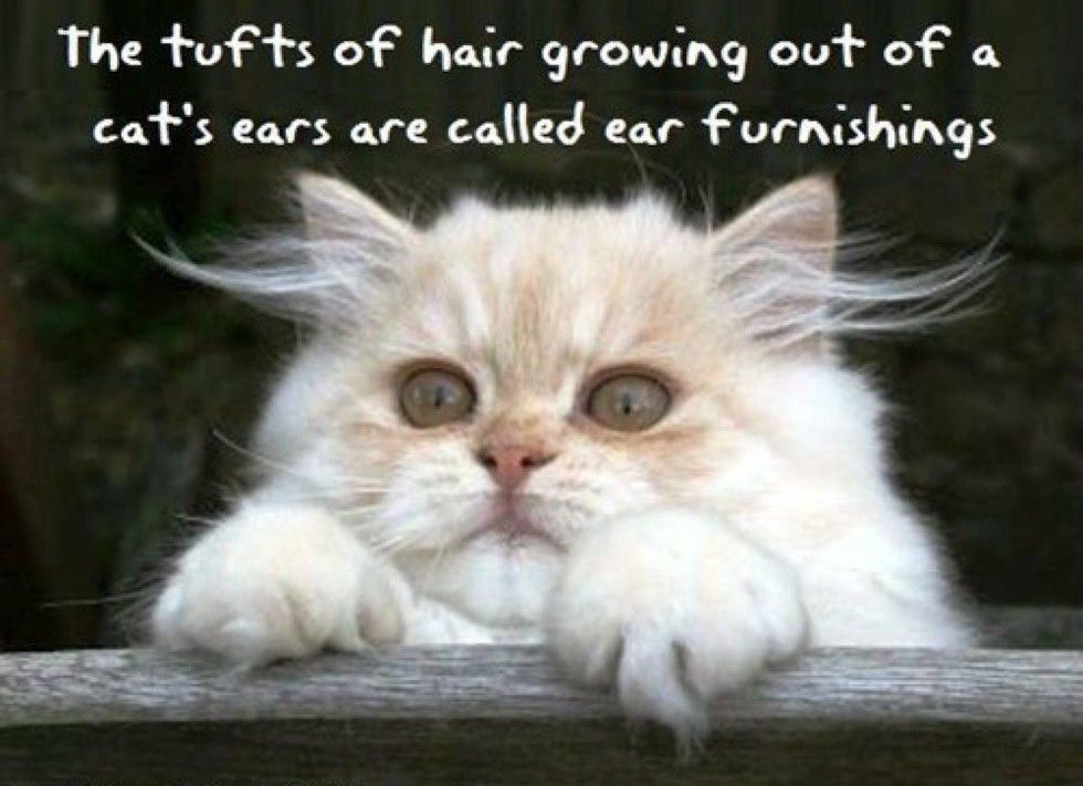 These 7 Kitties Have Some Serious Ear Floofs - Love Meow
