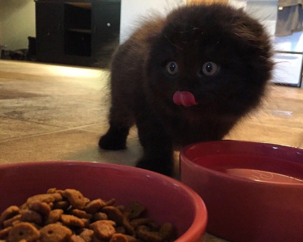 These 7 Kitties Have Some Serious Ear Floofs - Love Meow