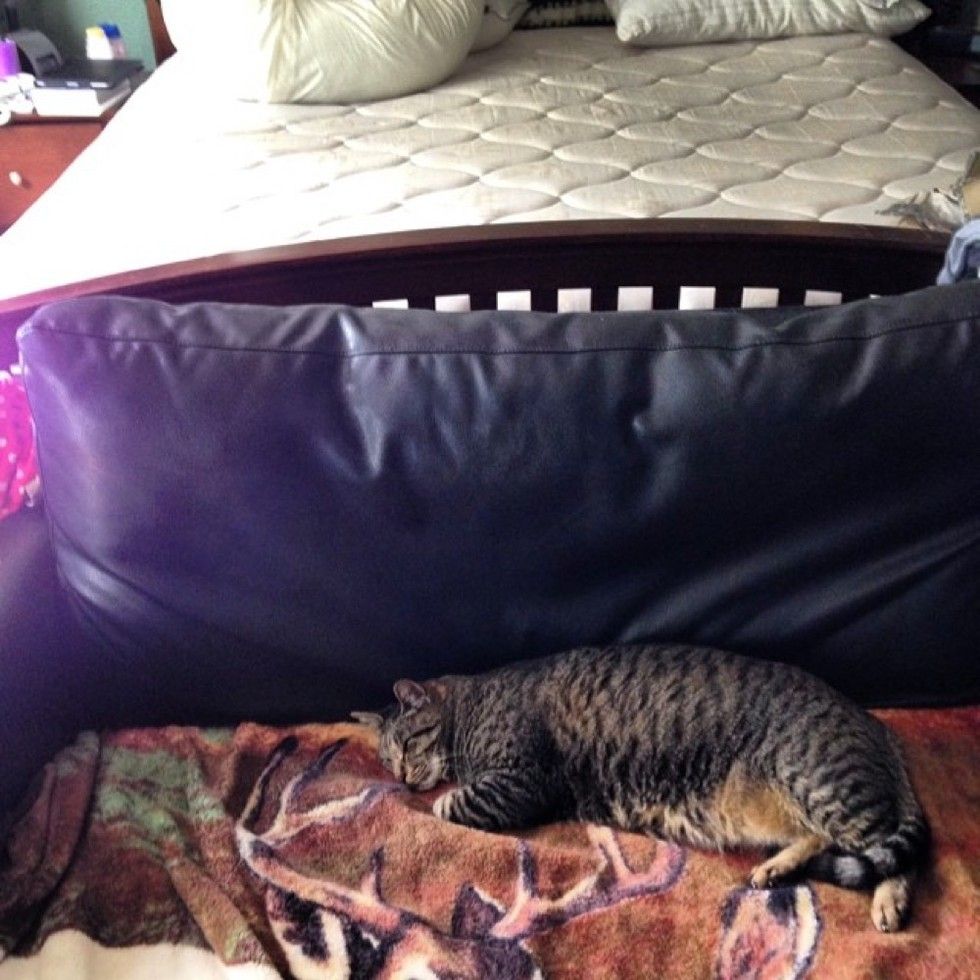 Tabby Cat Guards His Baby Brother and Becomes His Cuddle Buddy for Life ...