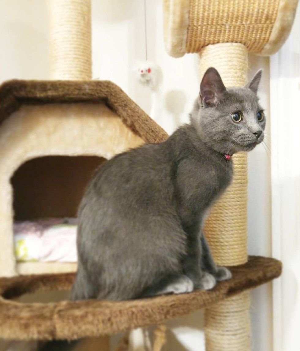 Runty Kitten Can't Stop Cuddling with His Forever Human, Even Looks ...