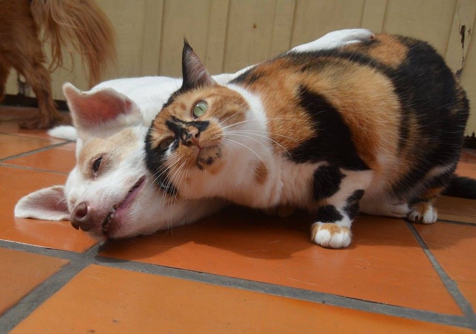 Calico Cat Smothers Her Best Friend the Dog with Love in These Adorable ...