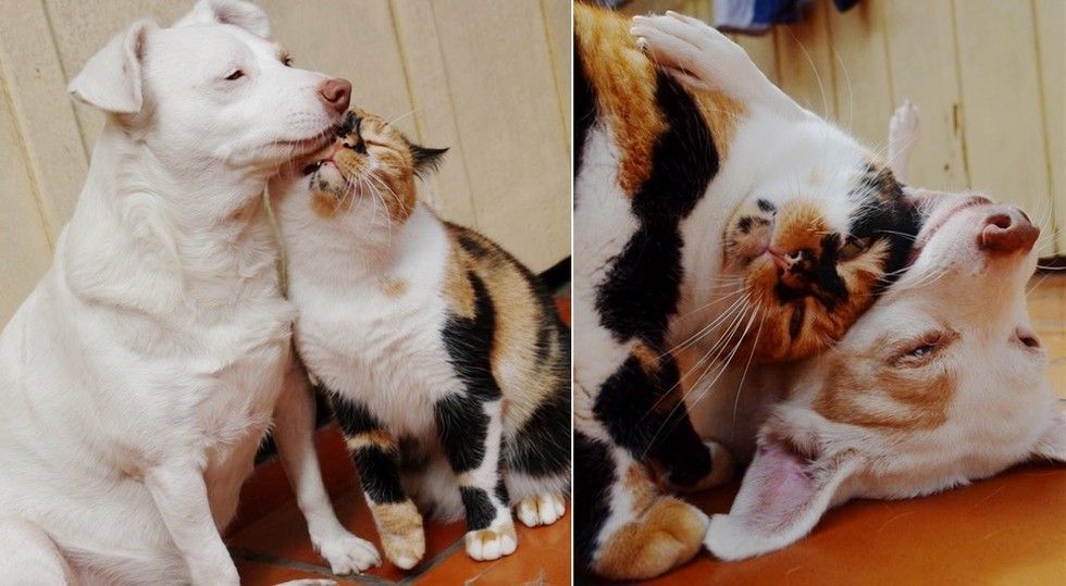 Calico Cat Smothers Her Best Friend the Dog with Love in These Adorable ...