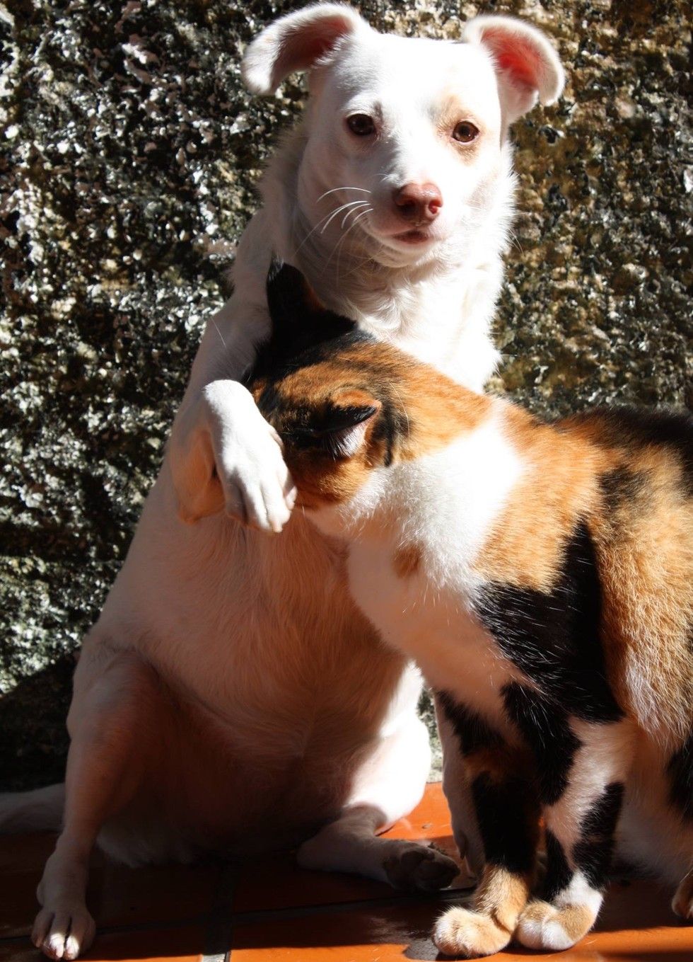Calico Cat Smothers Her Best Friend the Dog with Love in These Adorable ...
