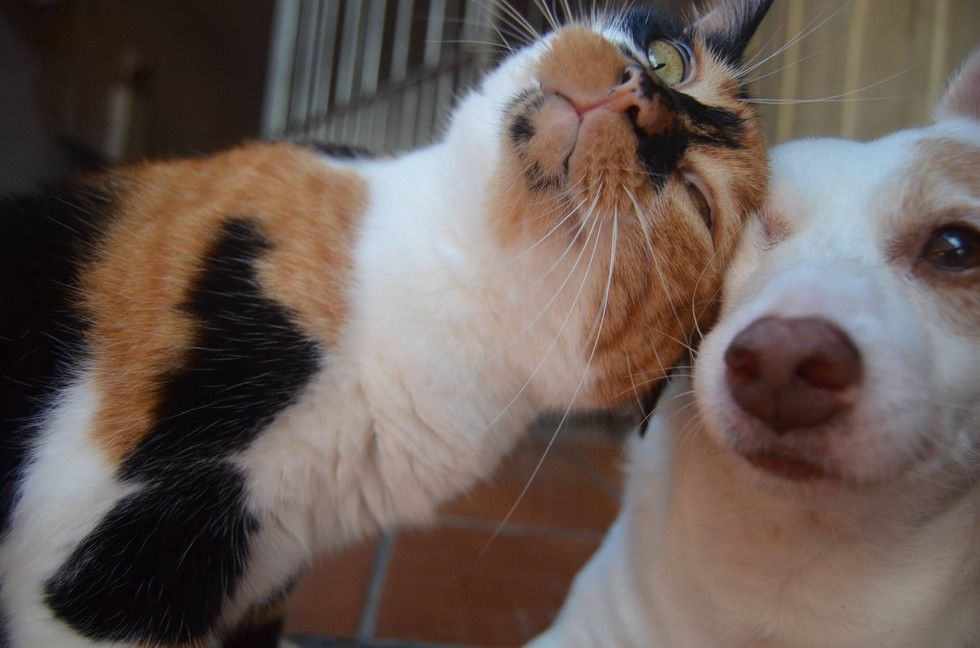 Calico Cat Smothers Her Best Friend the Dog with Love in These Adorable ...