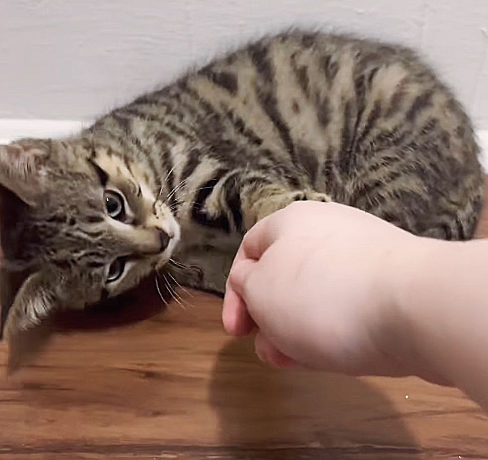 Feral Kitten Pushed Everyone Away but Decided to Trust for the First ...