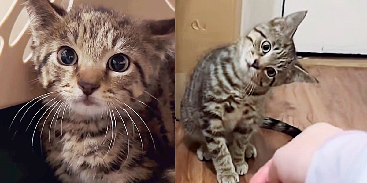 Feral Kitten Pushed Everyone Away but Decided to Trust for the First ...