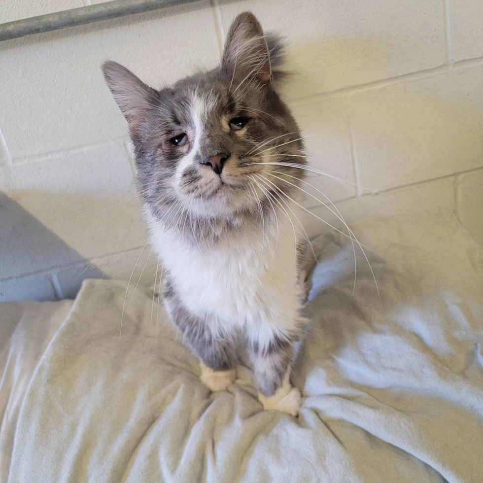 Cat Tried to Get People to Notice Him with His Charming Face for Two ...