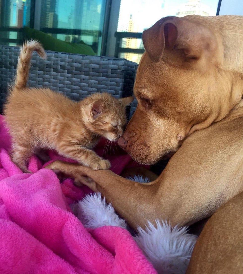 Tiny Rescue Kitten Makes Her Canine Friend Her New Papa - Love Meow