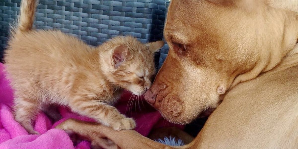 Tiny Rescue Kitten Makes Her Canine Friend Her New Papa - Love Meow