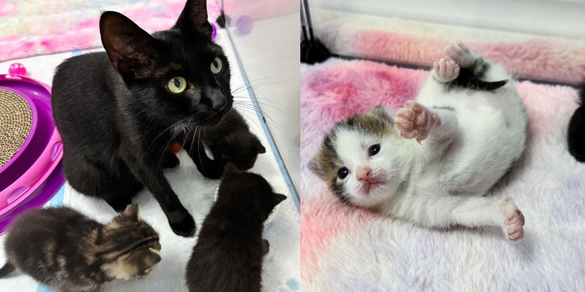 Cat Brimming with Joy When Kind Woman Gives Her and 5 Kittens a Roof ...