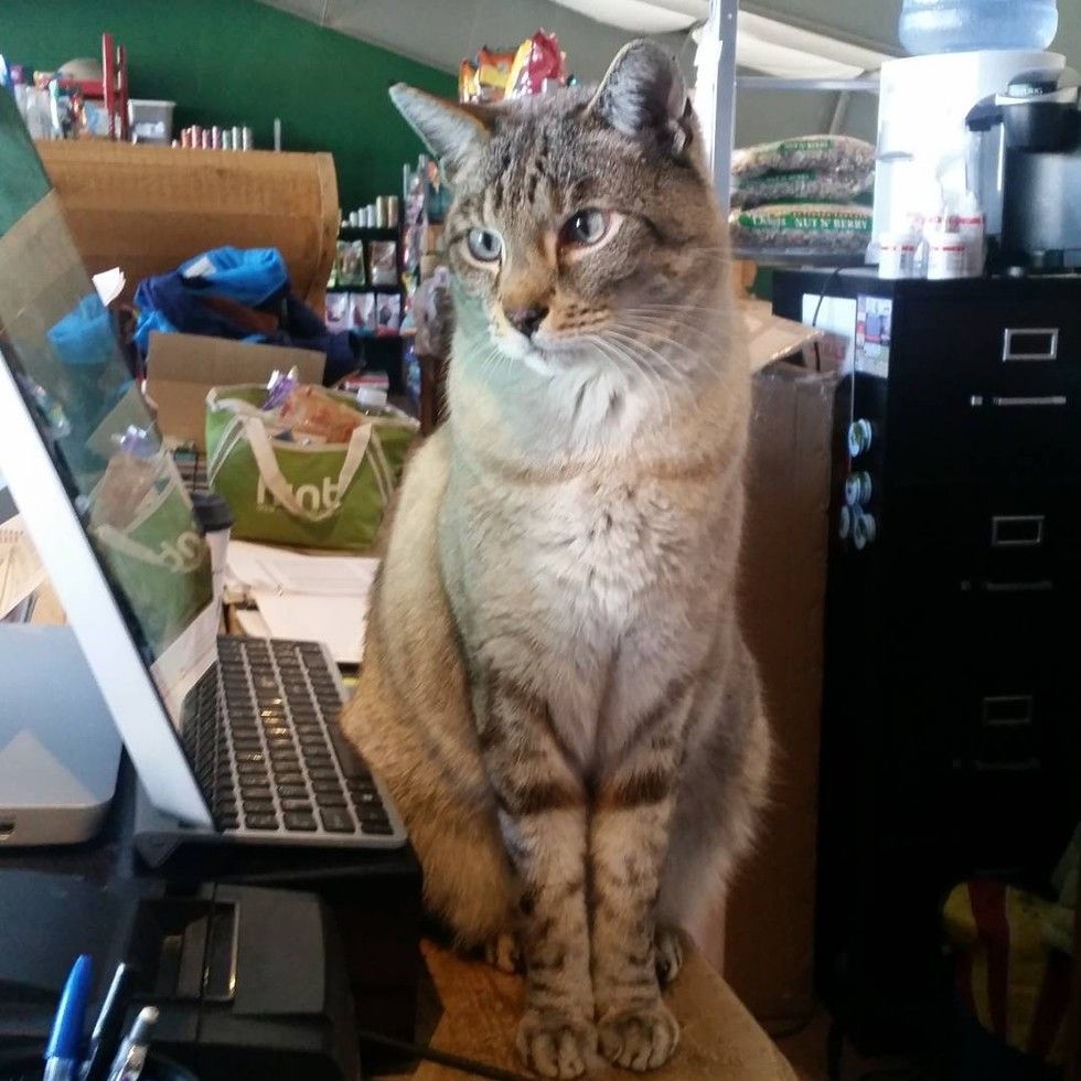 Giant 25 Pound Stray Becomes Store Cat and Helps Other Kitties Get ...