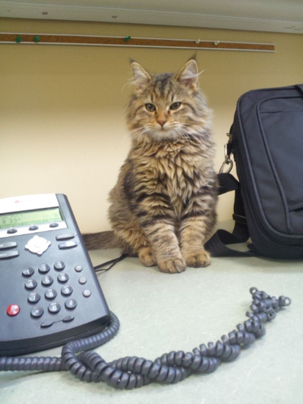 10+ Office Kitties Take on Various Responsibilities for Their Humans ...