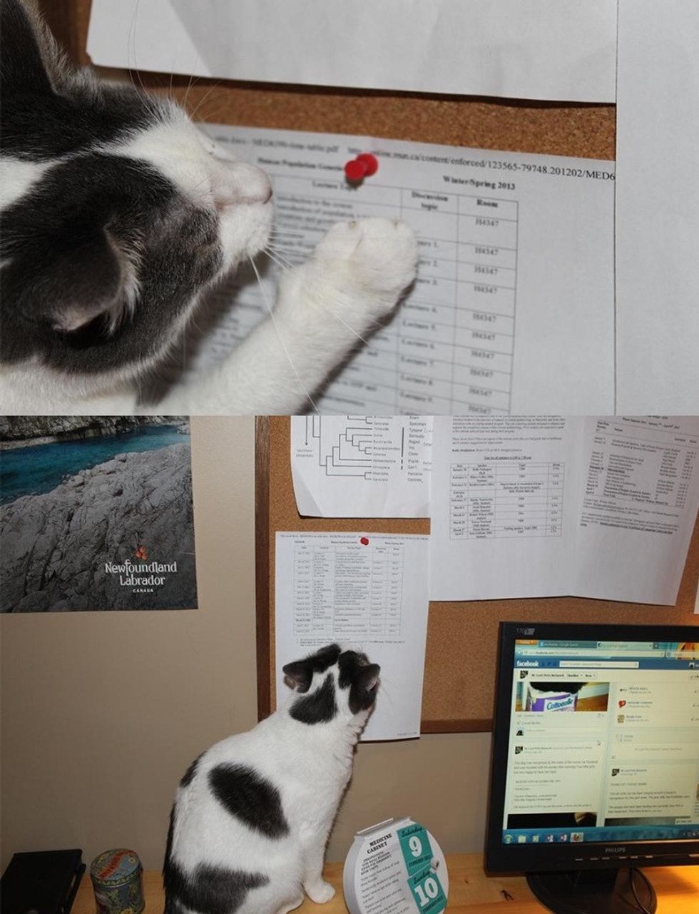 10+ Office Kitties Take on Various Responsibilities for Their Humans ...