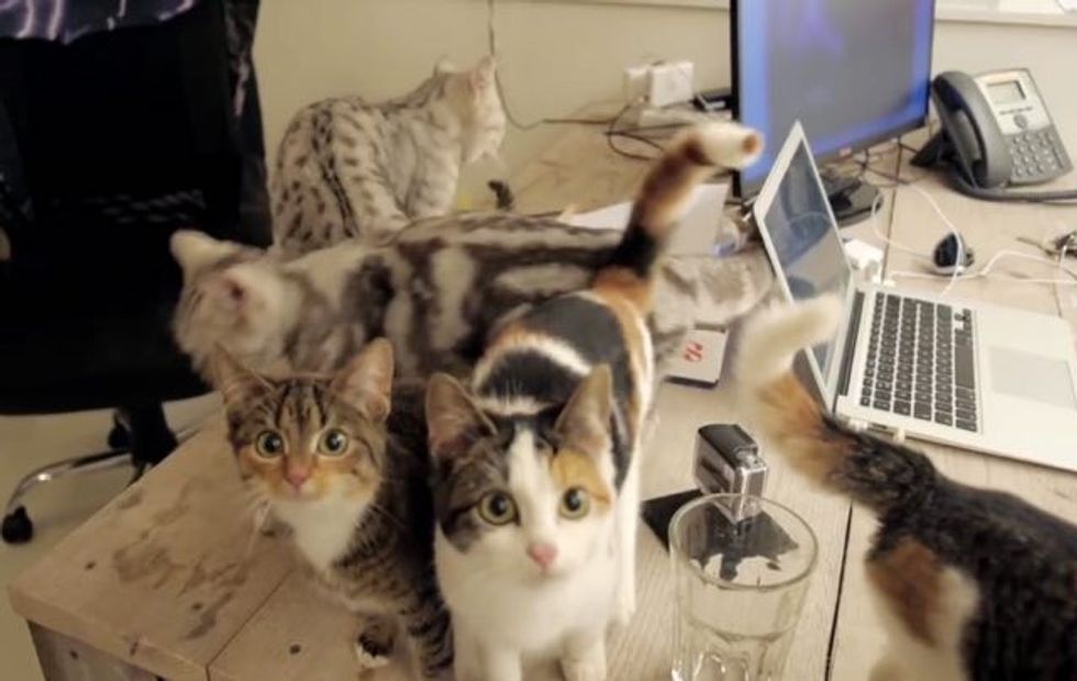 10+ Office Kitties Take on Various Responsibilities for Their Humans ...