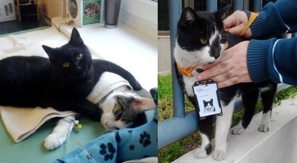 10+ Office Kitties Take on Various Responsibilities for Their Humans ...