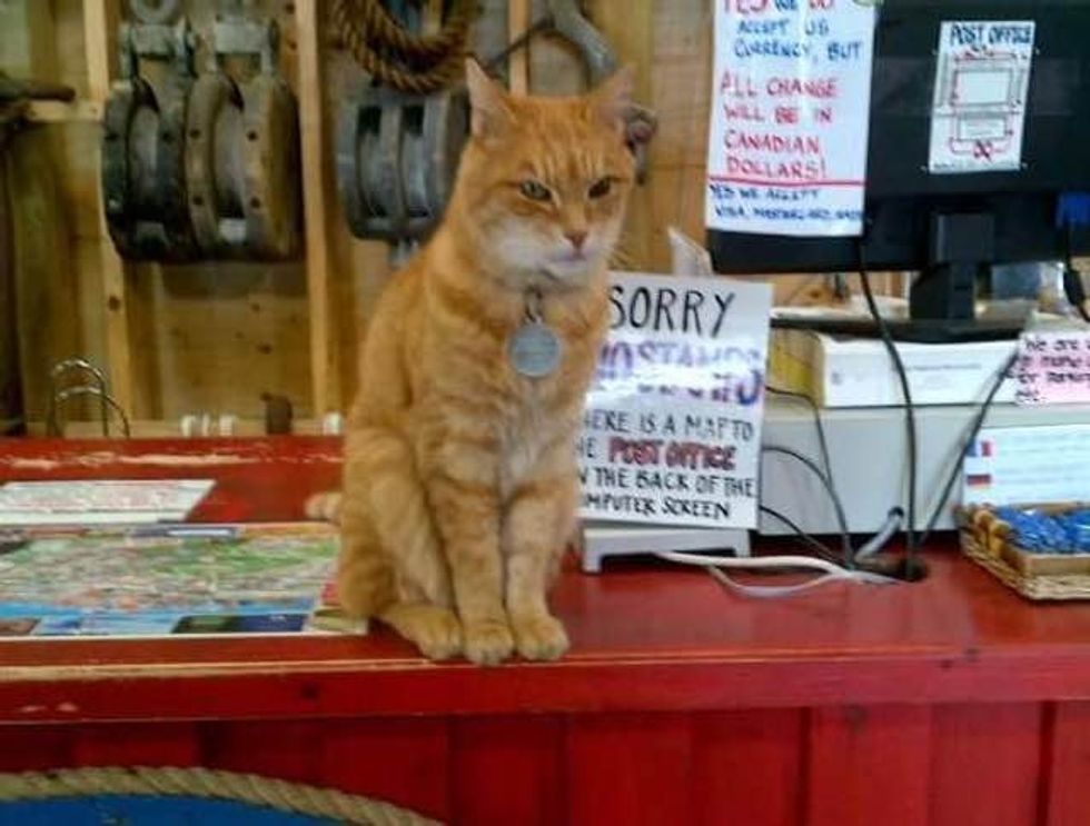 10+ Office Kitties Take on Various Responsibilities for Their Humans ...