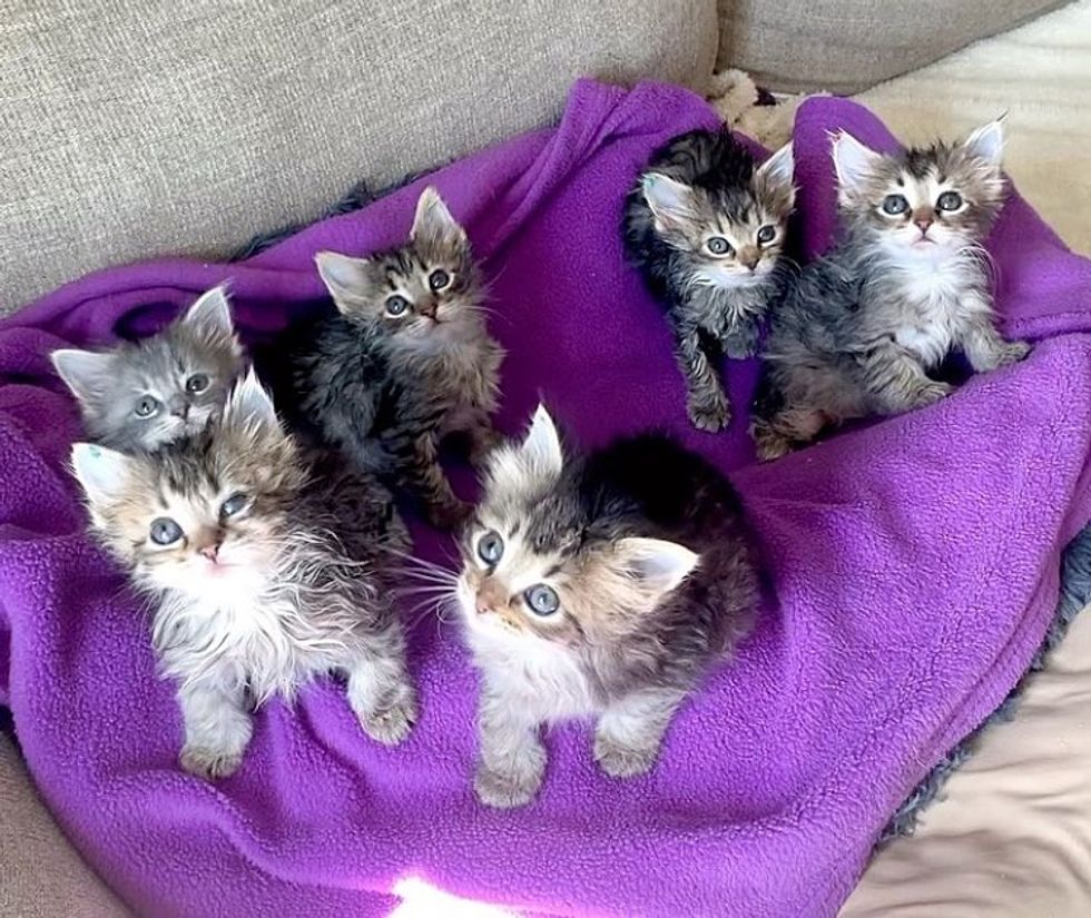 Cat Entrusts Kind People with 6 Kittens So She Can Enjoy What She's ...
